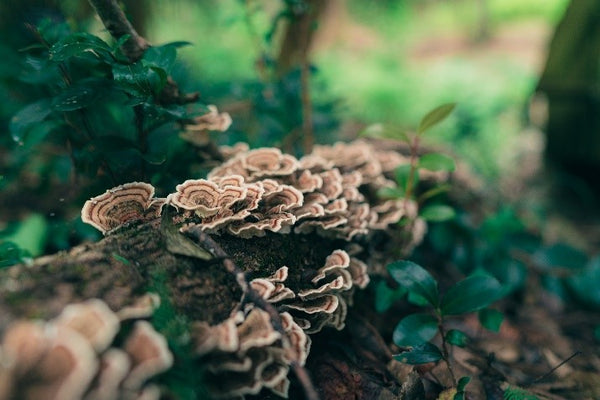Understanding the Different Types of PureBulk Mushroom Blends ...